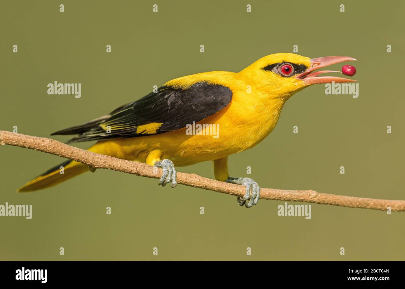 Indian golden oriole hi-res stock photography and images - Alamy
