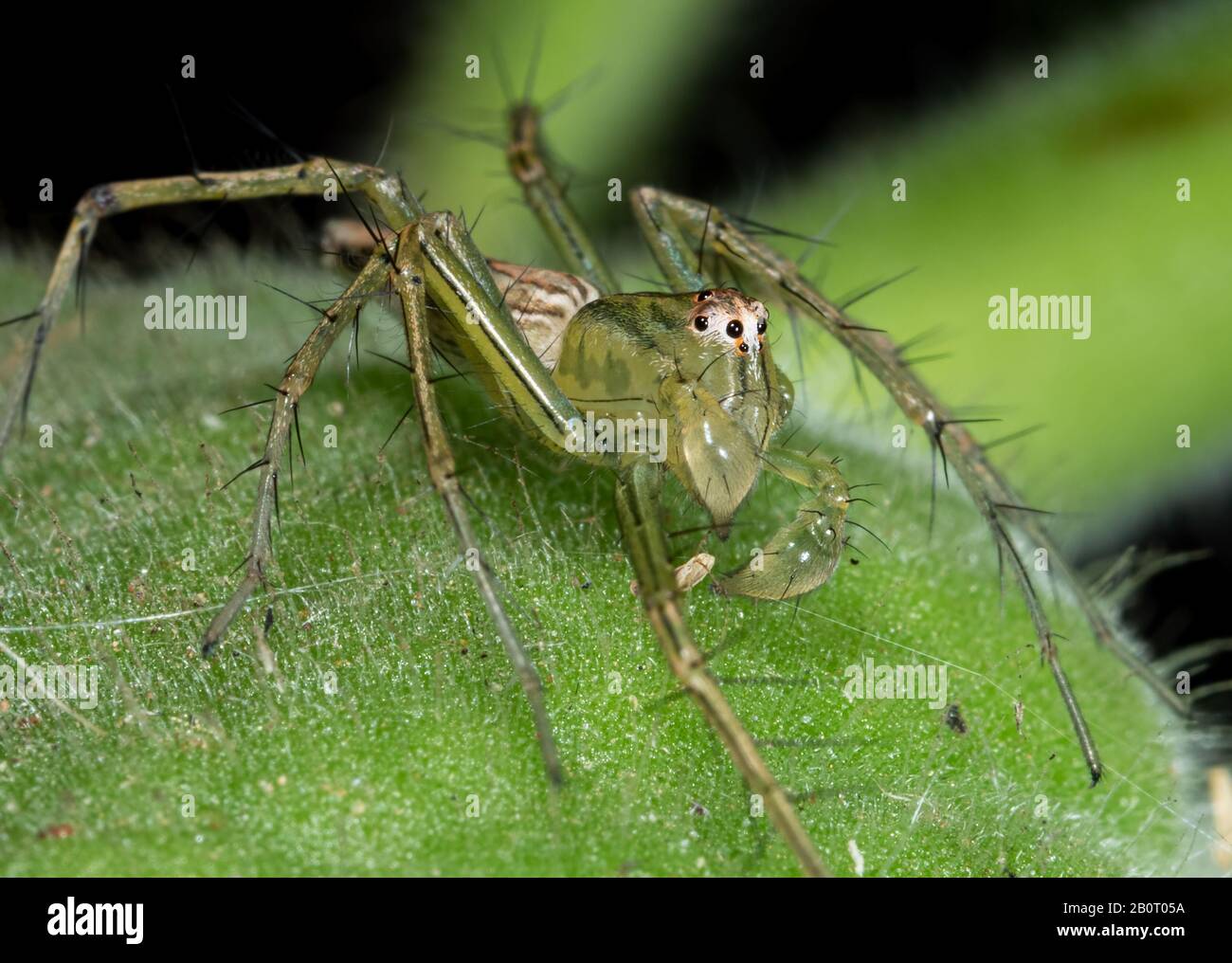 Macro Photography of Green Jumping Spider on Green Leaf Stock Photo - Alamy