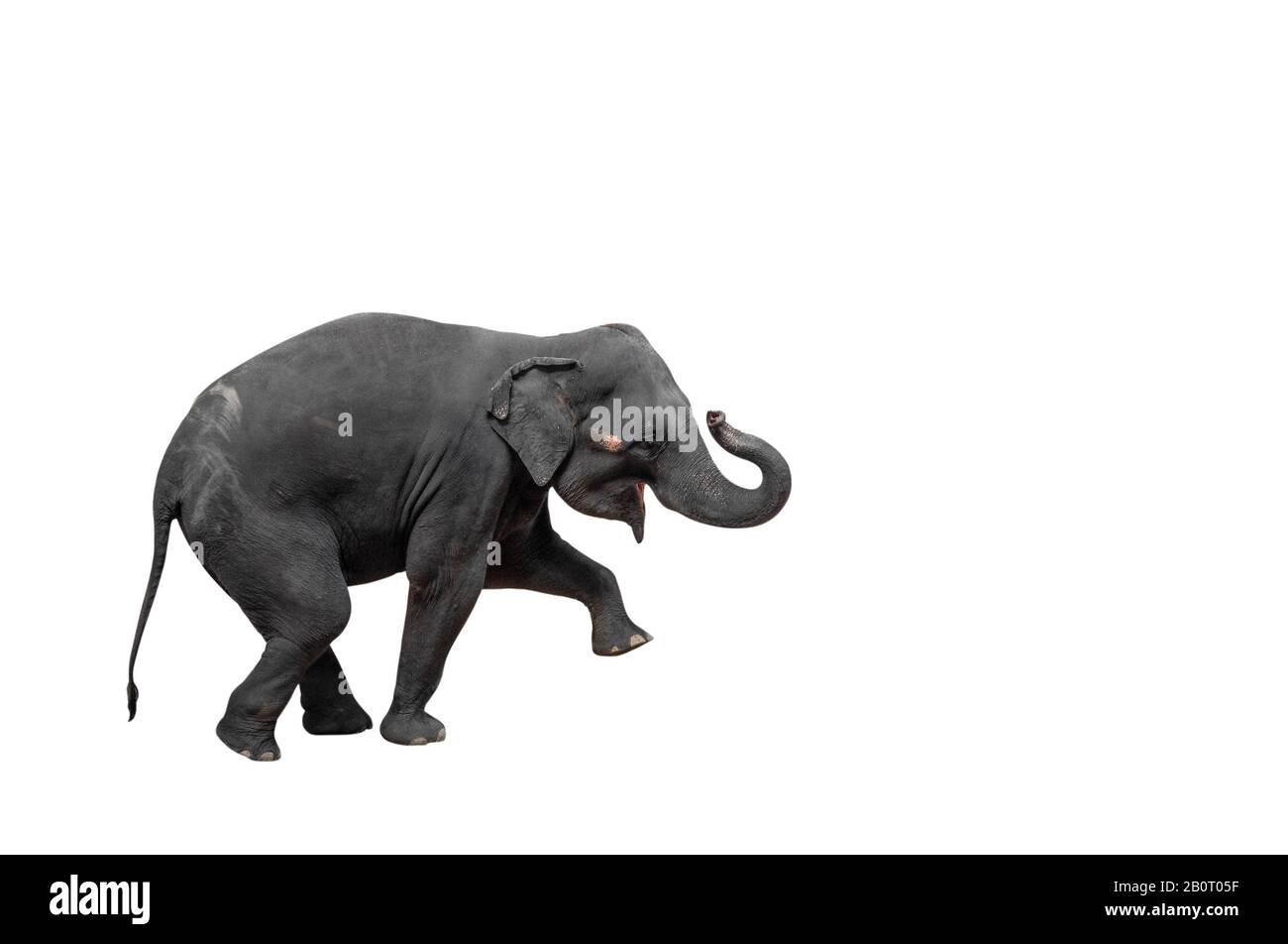 Closeup Movement of Asian Elephant Isolated on White Background with ...