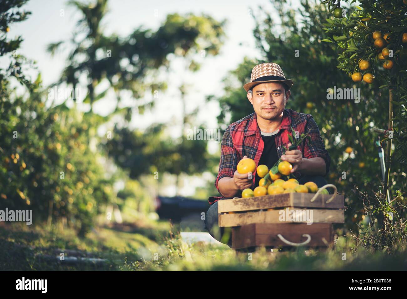 Farmer man harvesting oranges in an orange tree field Stock Photo - Alamy