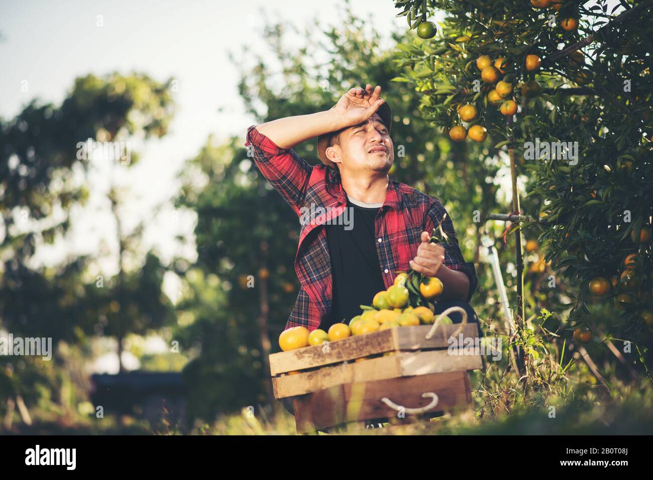 Farmer man harvesting oranges in an orange tree field Stock Photo - Alamy