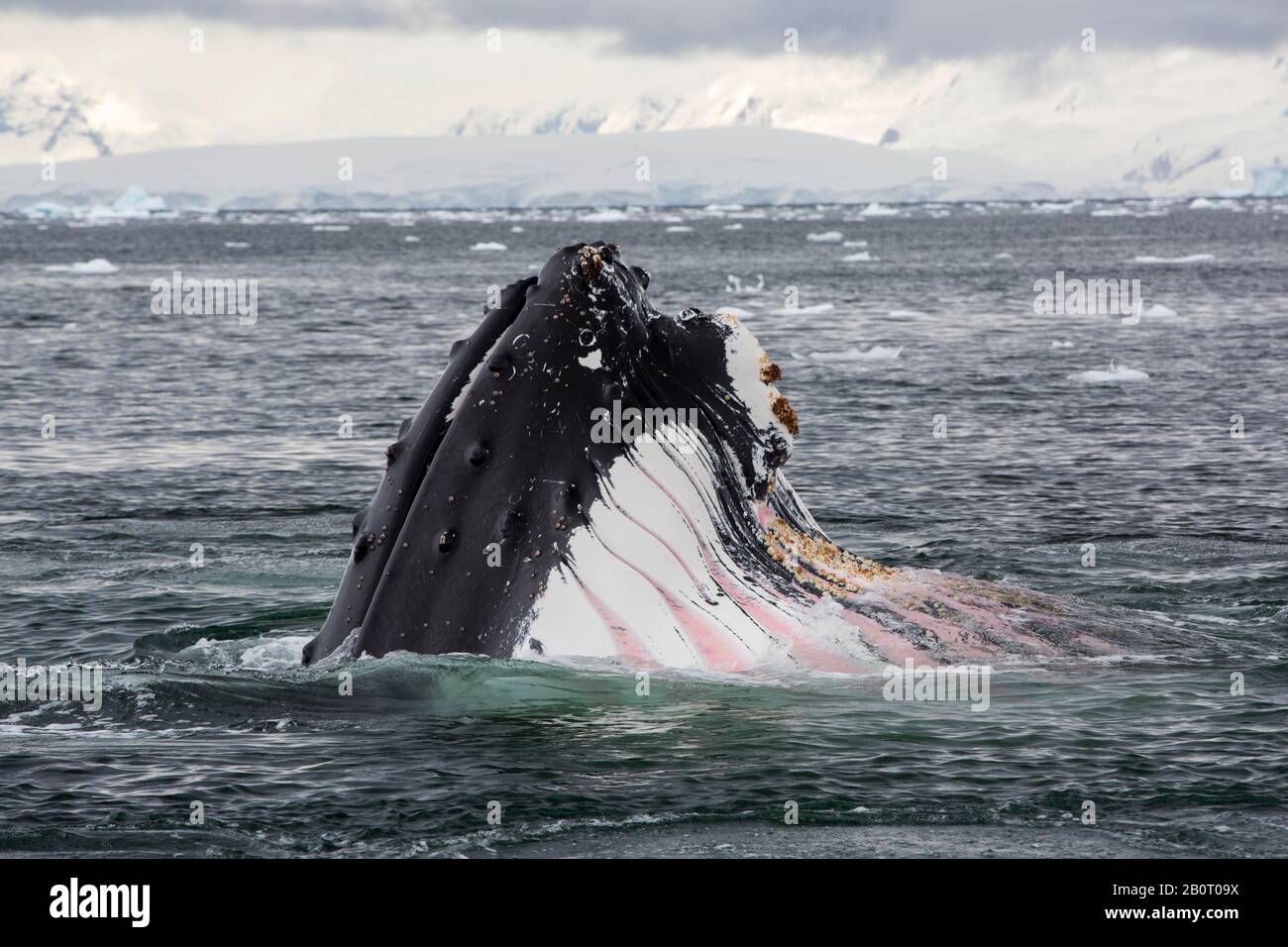 Humpback Whales, Megaptera novaeangliae lunge feeding on Krill in ...