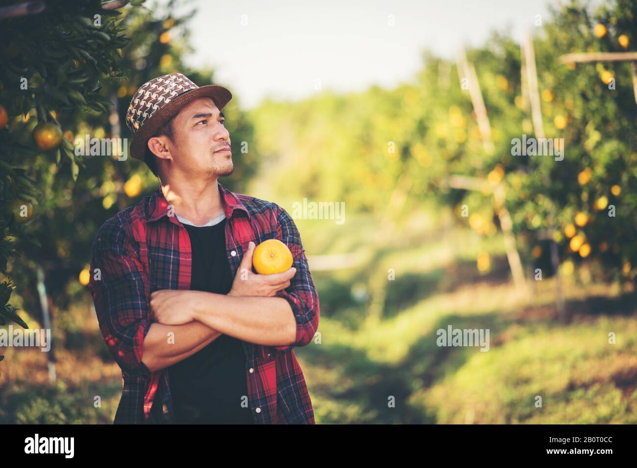 Farmer man harvesting oranges in an orange tree field Stock Photo - Alamy