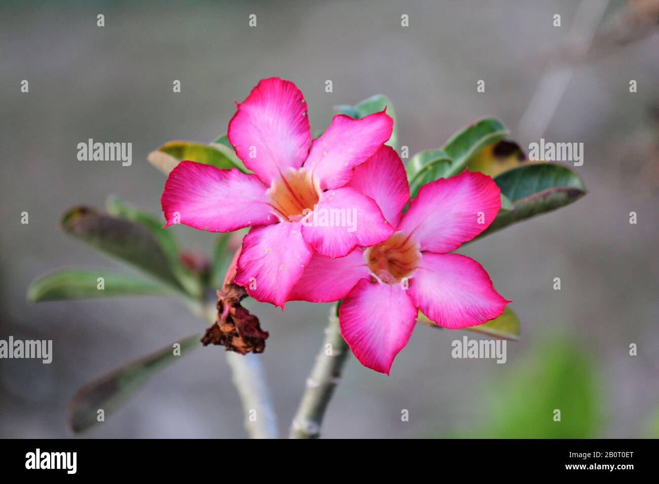 Two pink desert rose flowers in soft background Stock Photo - Alamy