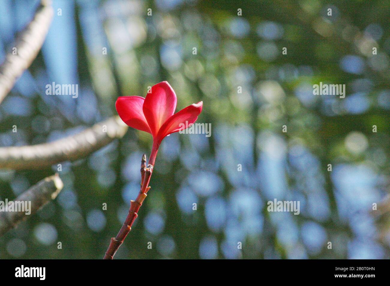 Frangipani plumeria saipan hi-res stock photography and images - Alamy
