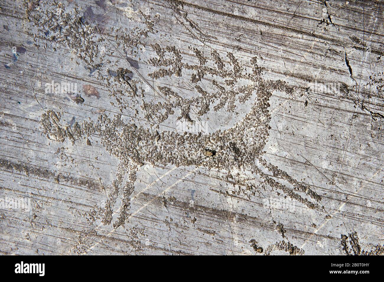 Petroglyph, rock carving, of two feet outlines. Carved by the ancient ...