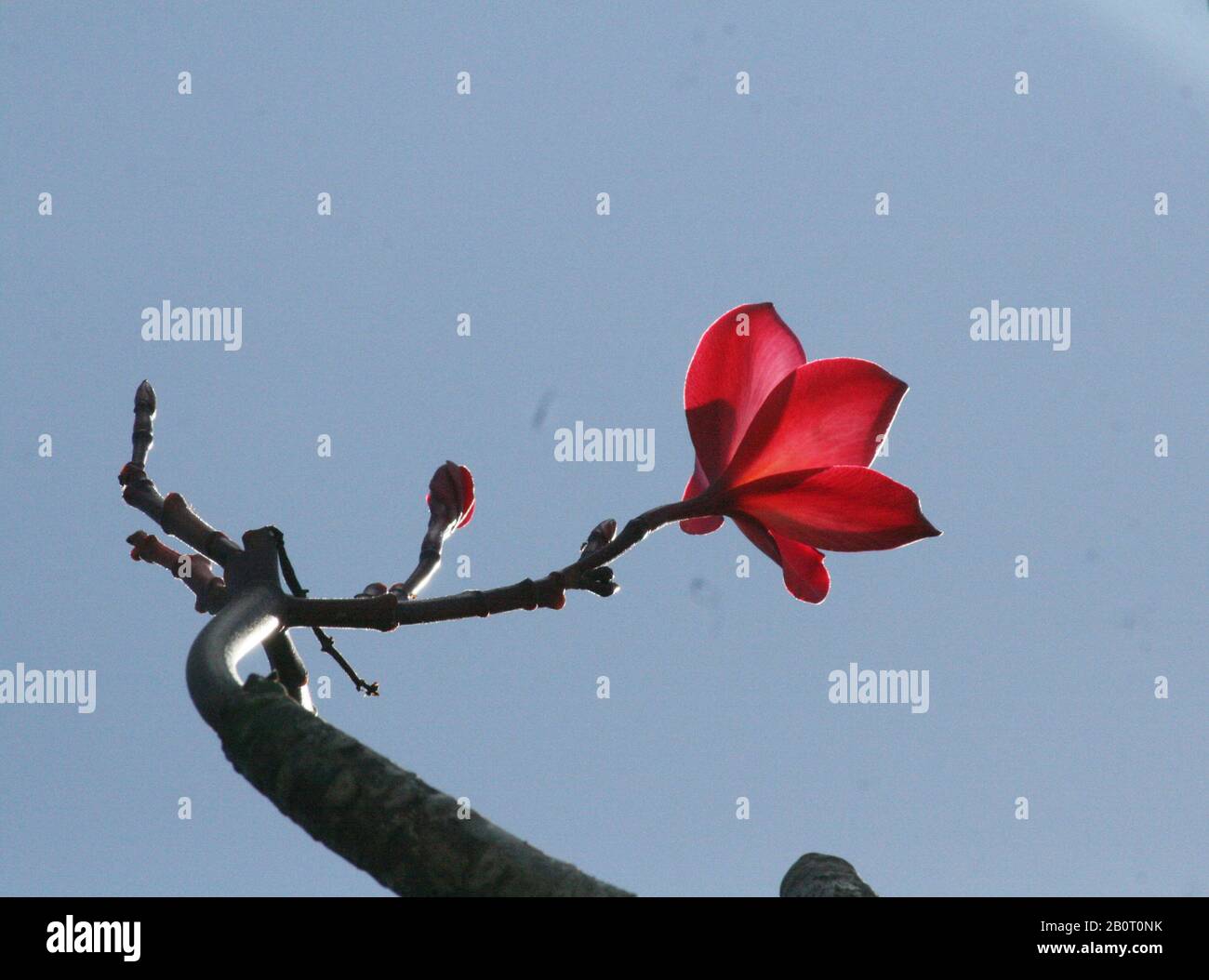 Side view of a single red plumeria or frangipani flower left in a stalk ...