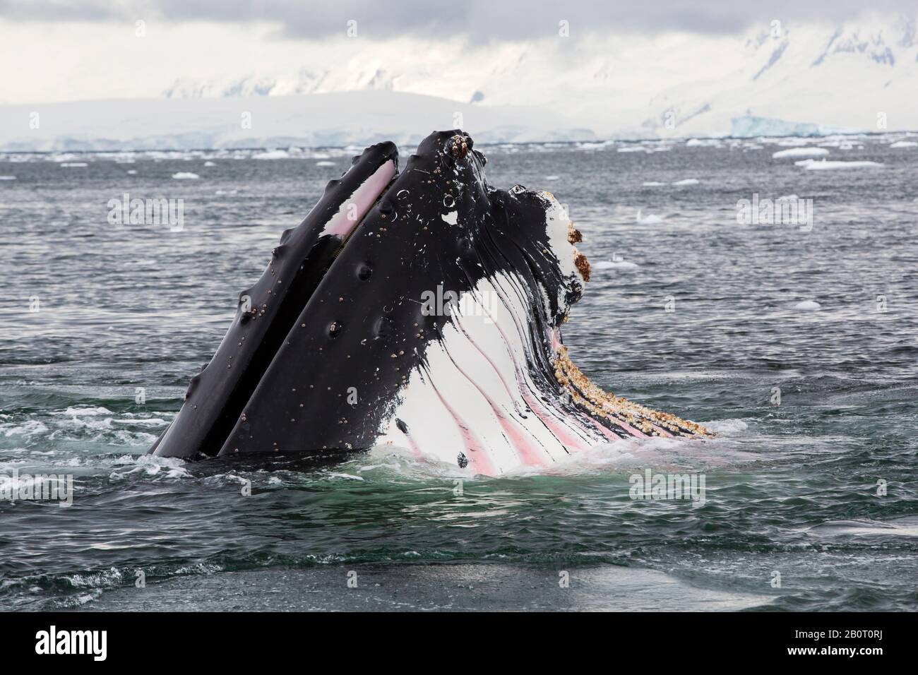 Baleen plates hi-res stock photography and images - Alamy