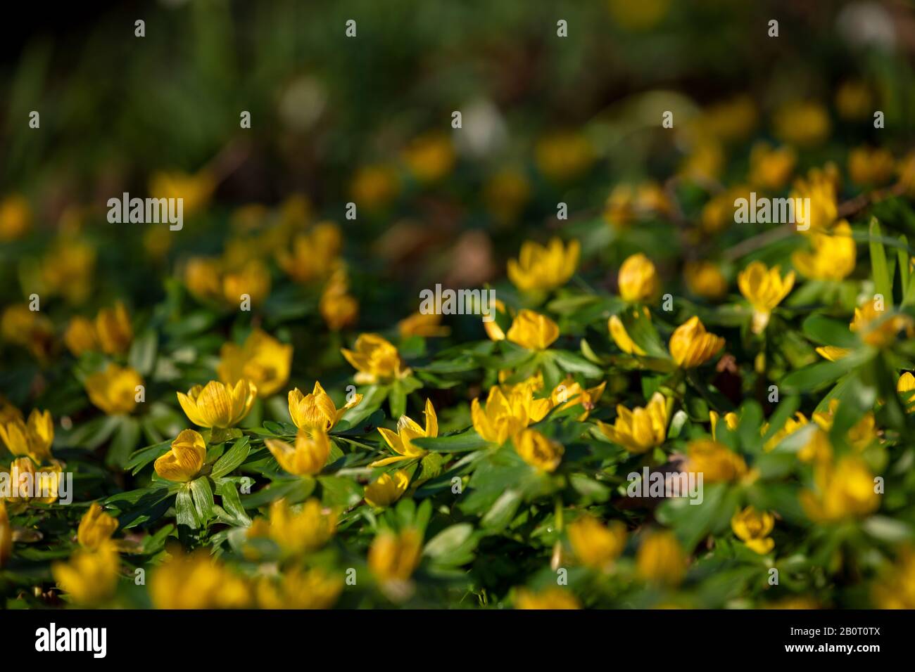 Winter aconite Eranthis blooming yellow Stock Photo - Alamy