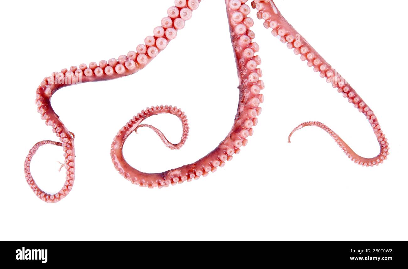Octopus tentacles, close-up Stock Photo - Alamy