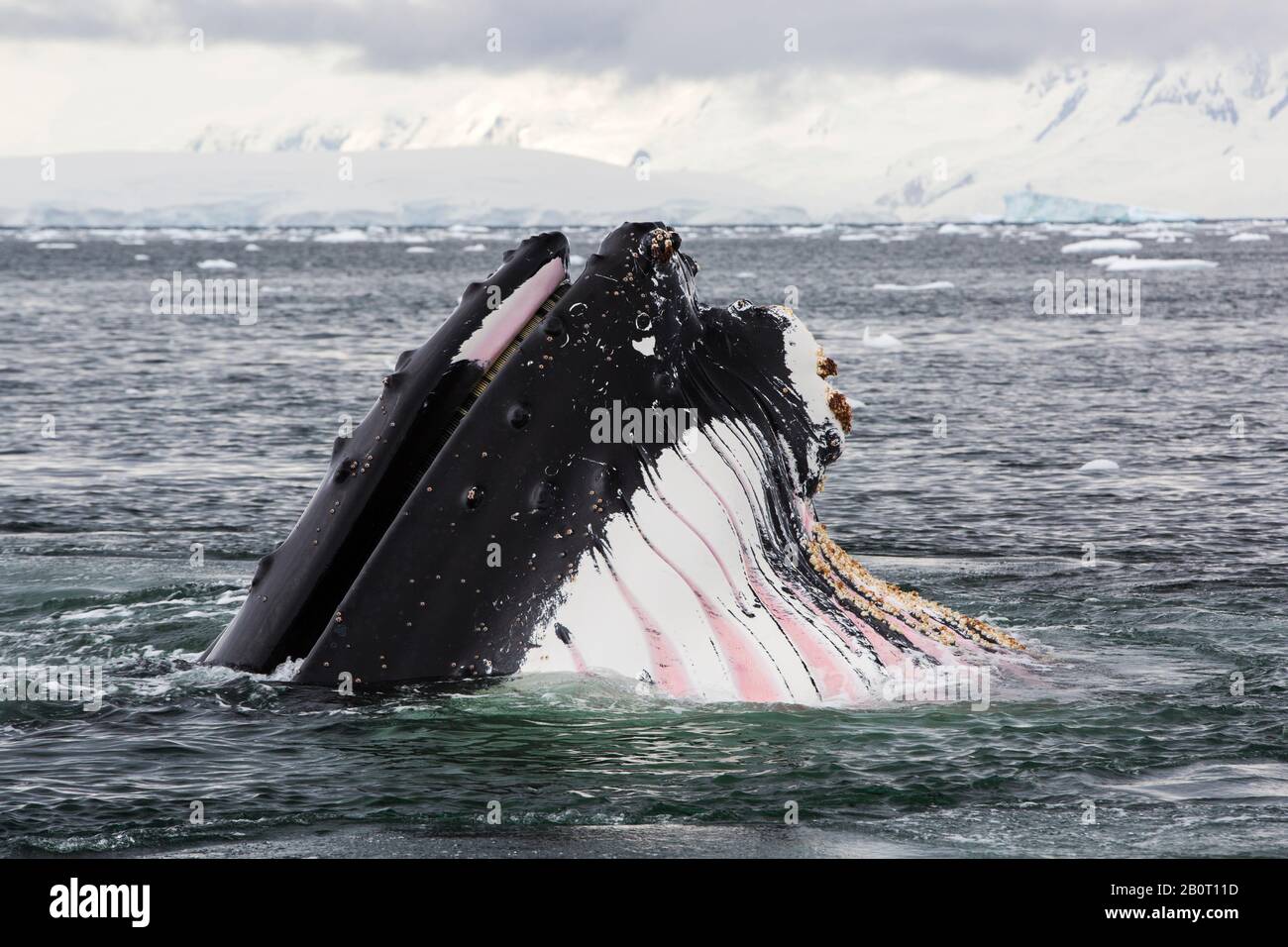 Humpback Whales, Megaptera novaeangliae lunge feeding on Krill in ...