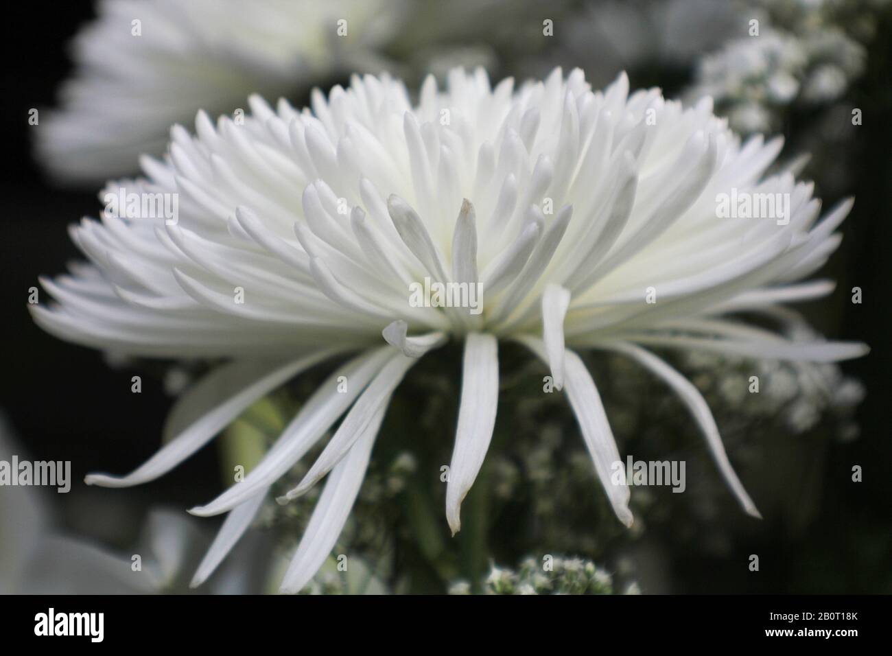 Close up, side view of white chrysanthemum flower Stock Photo - Alamy