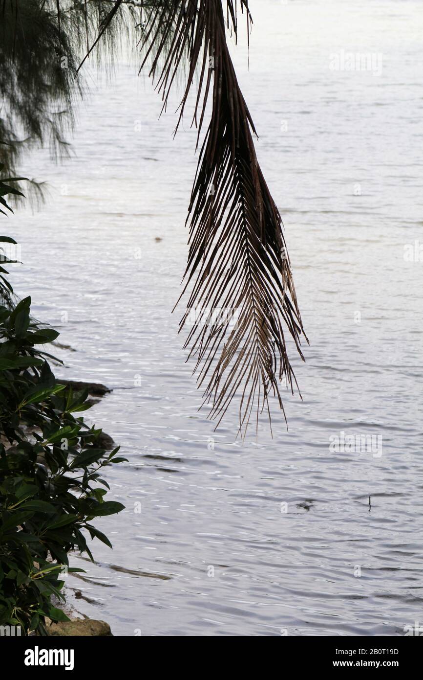 Close up of a dried coconut frond hanging over the beach, medium wide ...