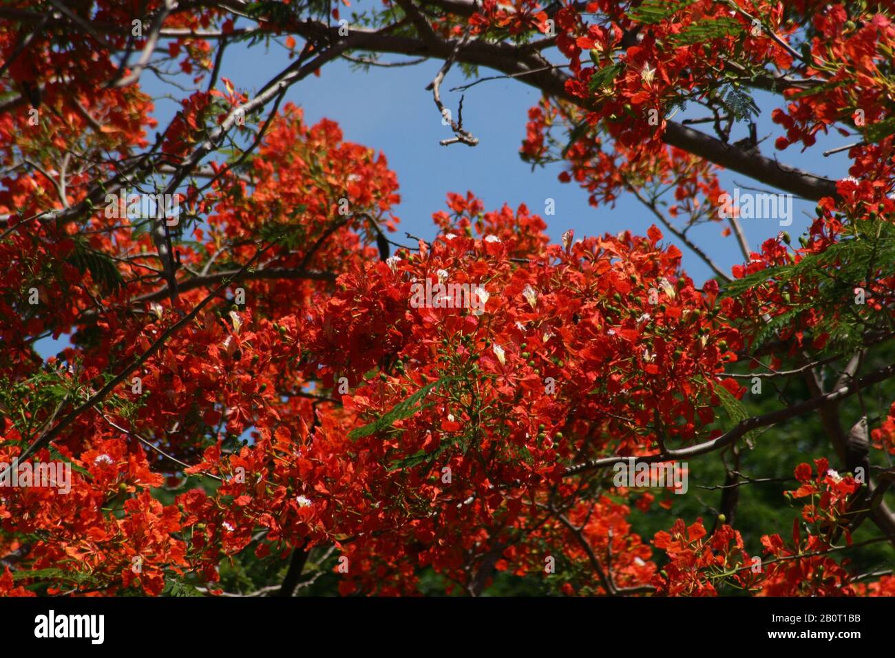 Burst of fiery red flowers from a flame tree, cropped shot Stock Photo ...