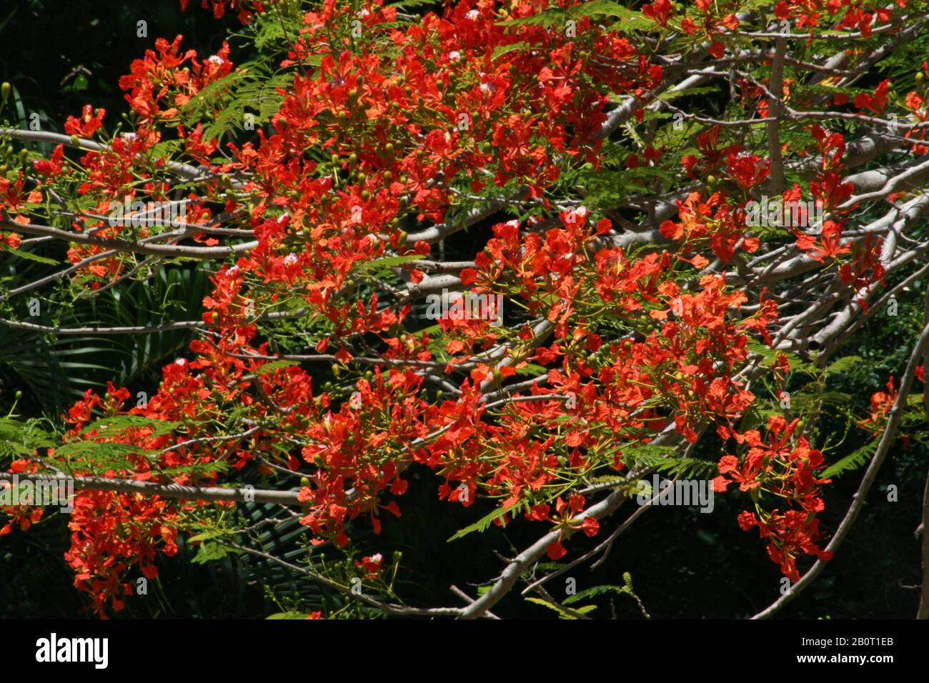 Fiery red flowers from a flame tree, medium close up shot Stock Photo ...