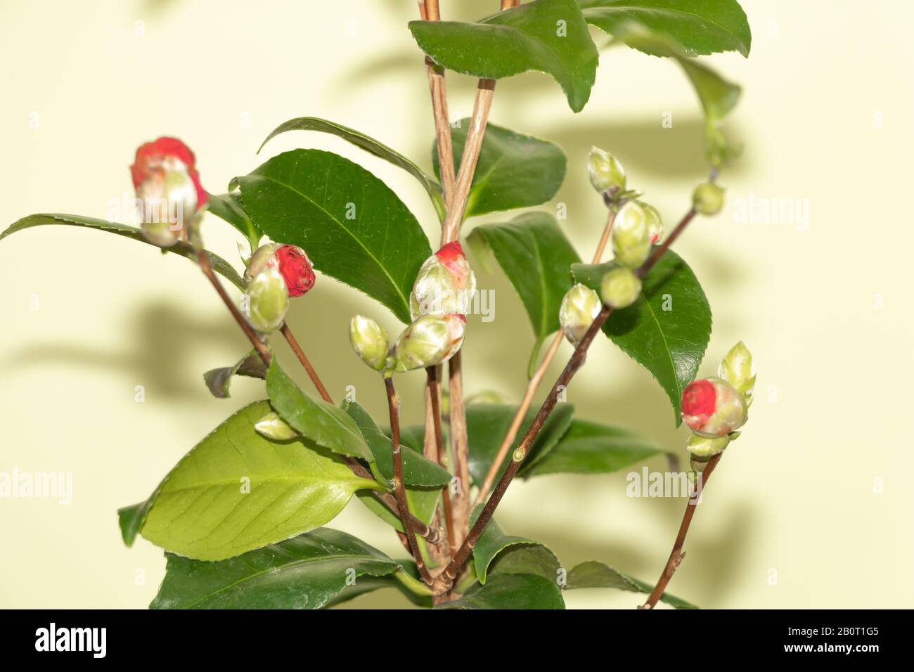 Camellia Japonica in flower buds. How to grow Camellia Japonica concept ...
