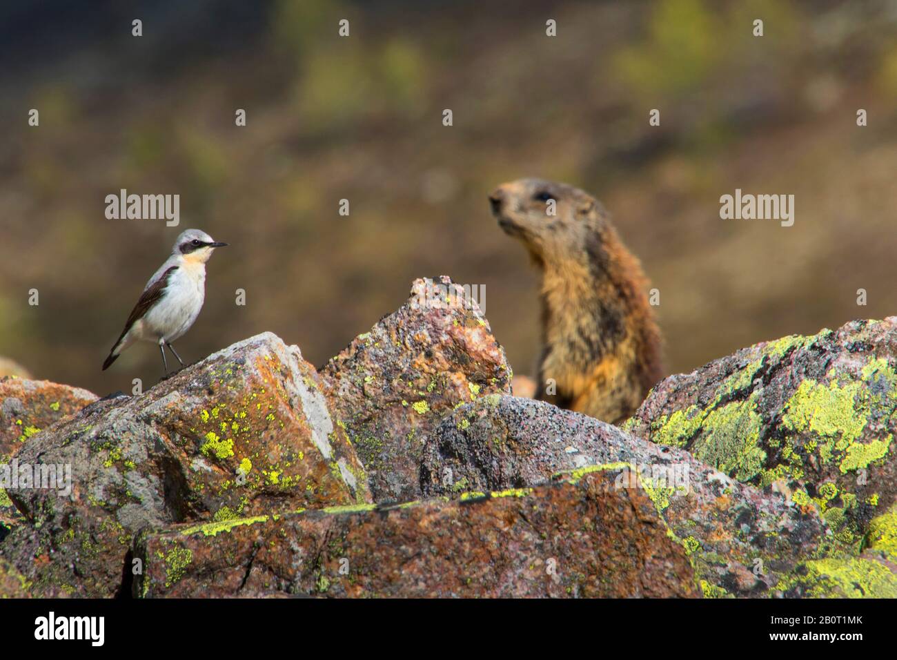 Breeding male northern wheatear hi-res stock photography and images - Alamy