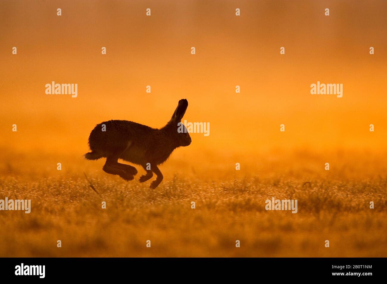 European hare, Brown hare (Lepus europaeus), running in dawn over a ...