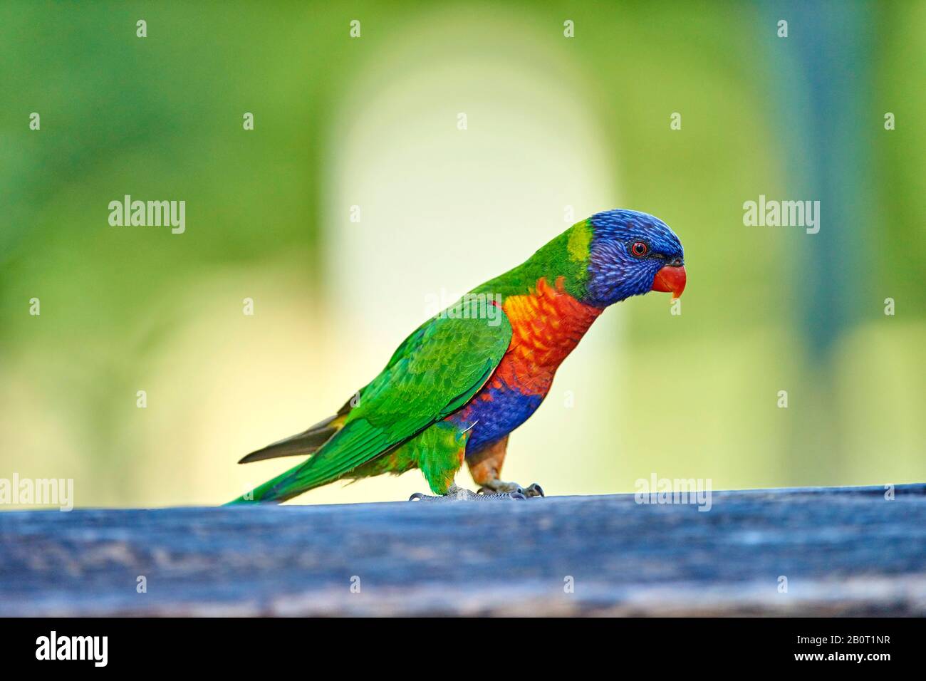 Rainbow lory, Rainbow Lorikeet (Trichoglossus moluccanus, Trichoglossus ...