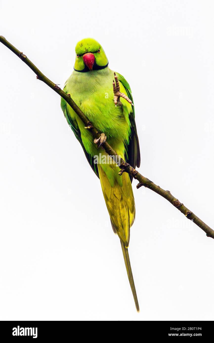 Psittacula parakeets Cut Out Stock Images & Pictures - Alamy