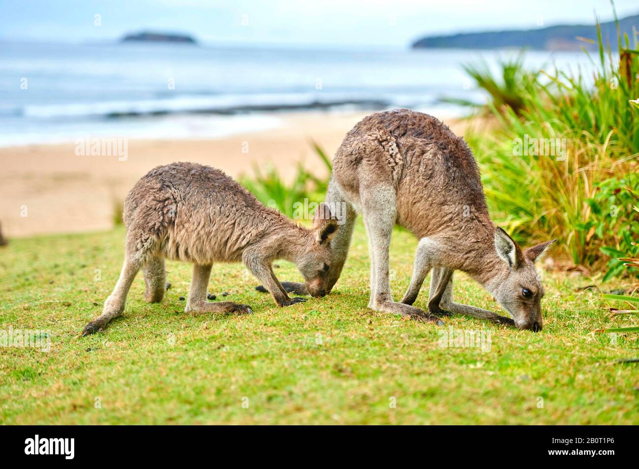 eastern gray kangaroo, Eastern grey kangaroo, Great grey kangaroo ...