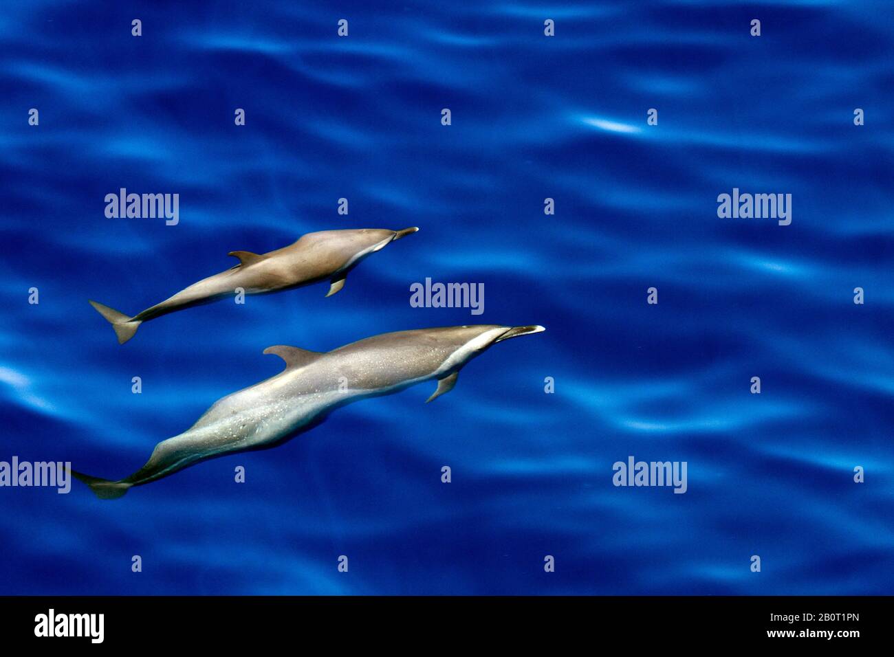 bridled dolphin, pantropical spotted dolphin, white-spotted dolphin ...