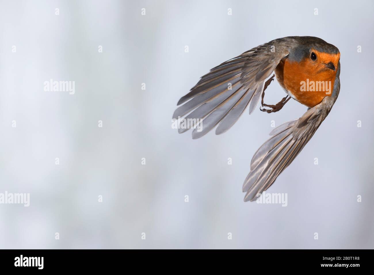 European robin (Erithacus rubecula), flying, front view, Germany Stock ...