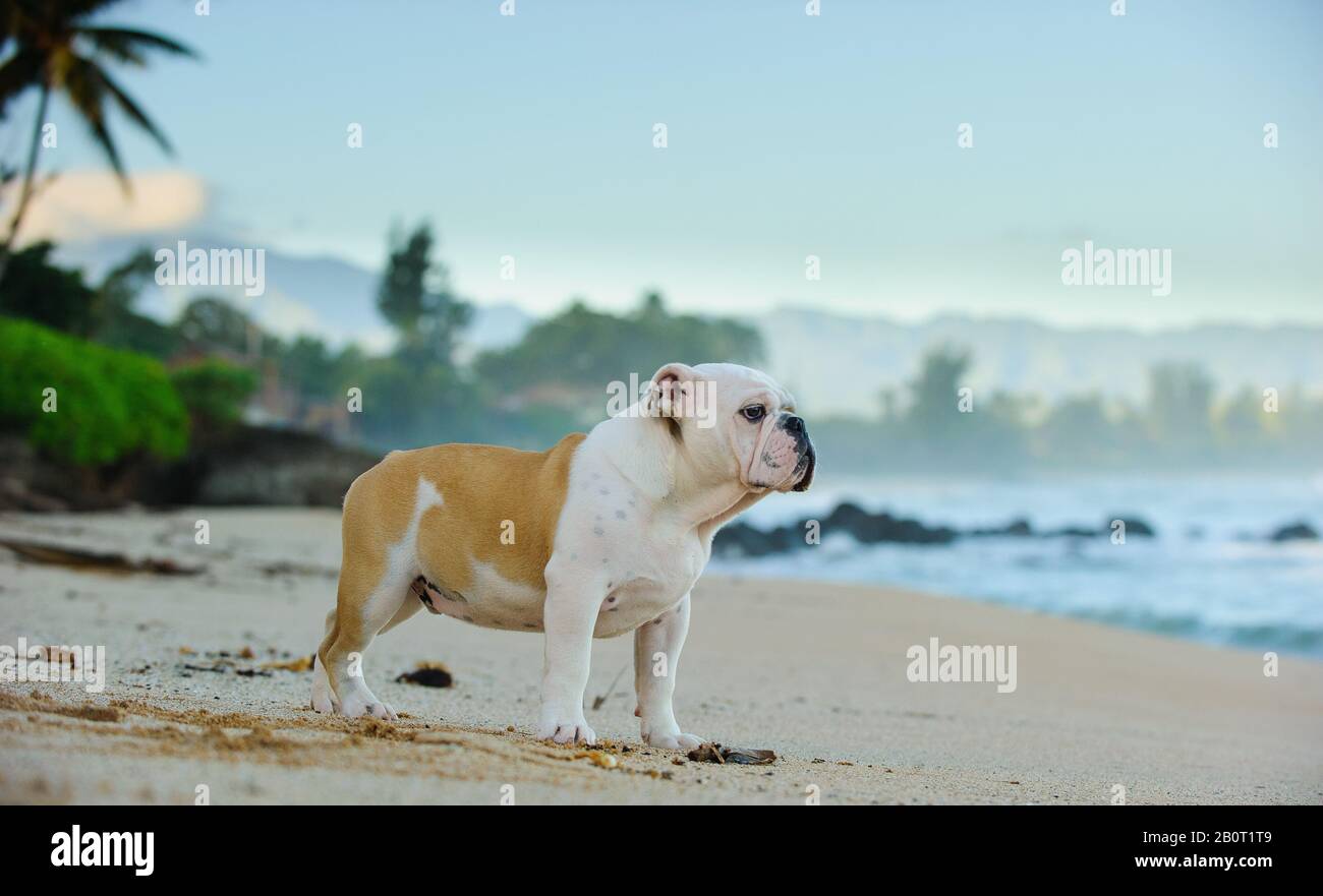 English Bulldog outdoor portrait Stock Photo - Alamy
