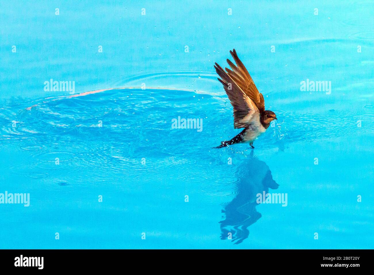 barn swallow (Hirundo rustica), takes off water, Greece Stock Photo - Alamy