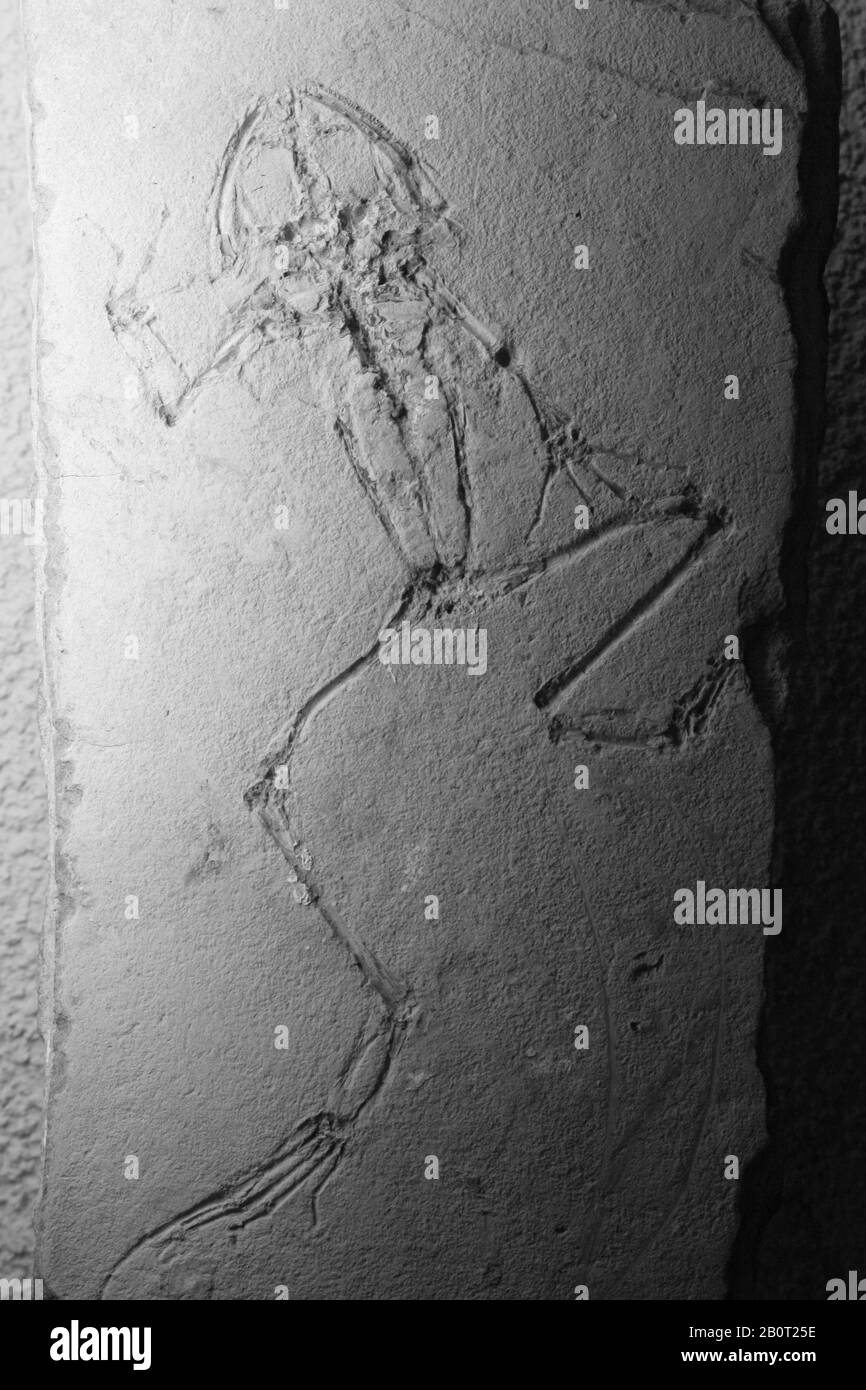 Frog amphibian skeleton bones hi-res stock photography and images - Alamy