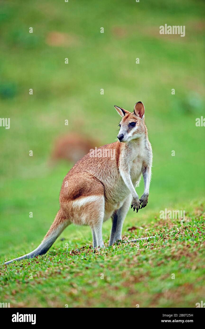agile wallaby, sandy wallaby (Macropus agilis, Wallabia agilis), stands ...