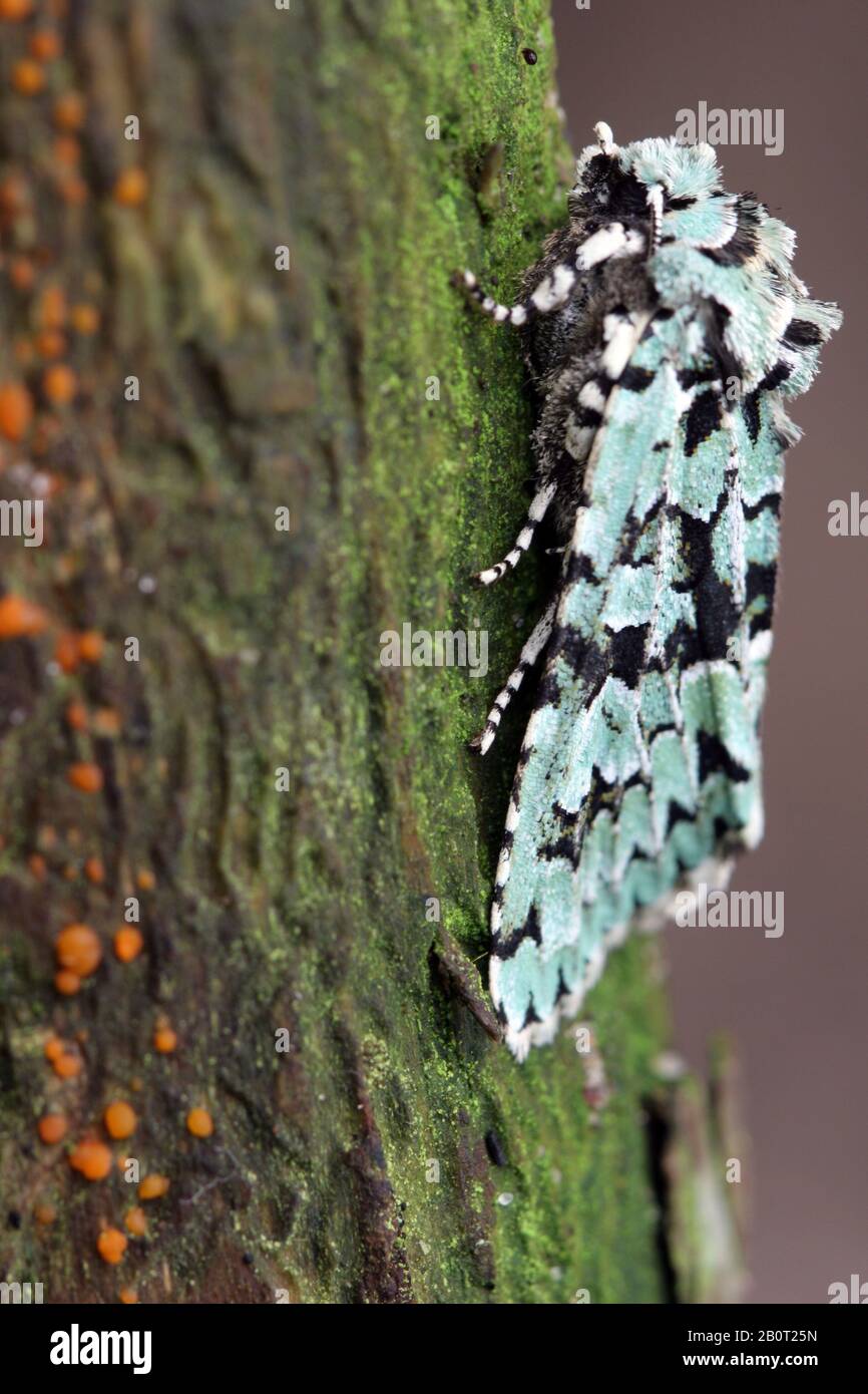 Owlet moth hi-res stock photography and images - Alamy