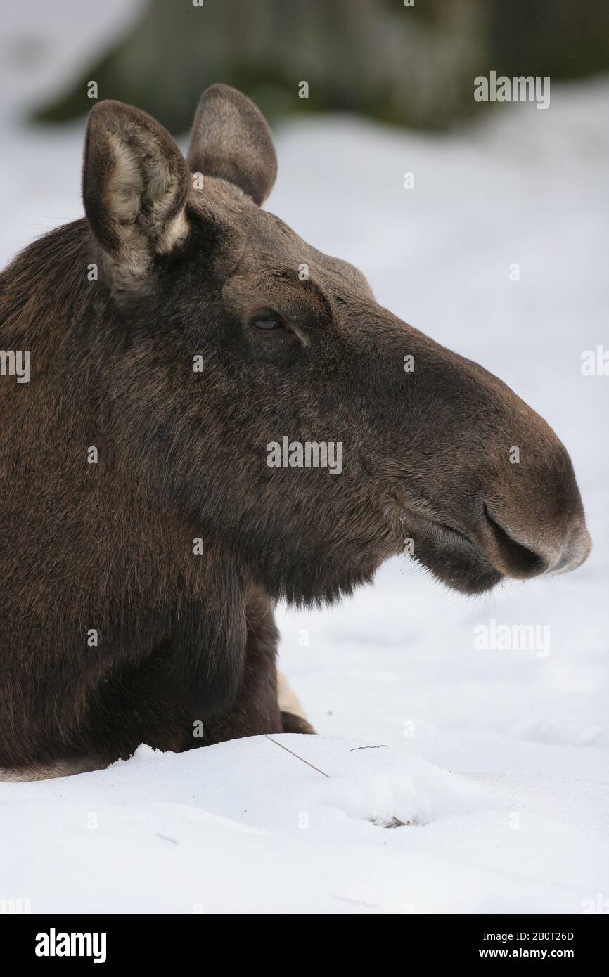 Elk, poland, snow hi-res stock photography and images - Alamy