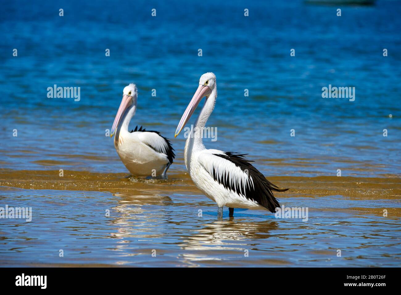 Australian pelican (Pelecanus conspicillatus), on the beach, Australia ...