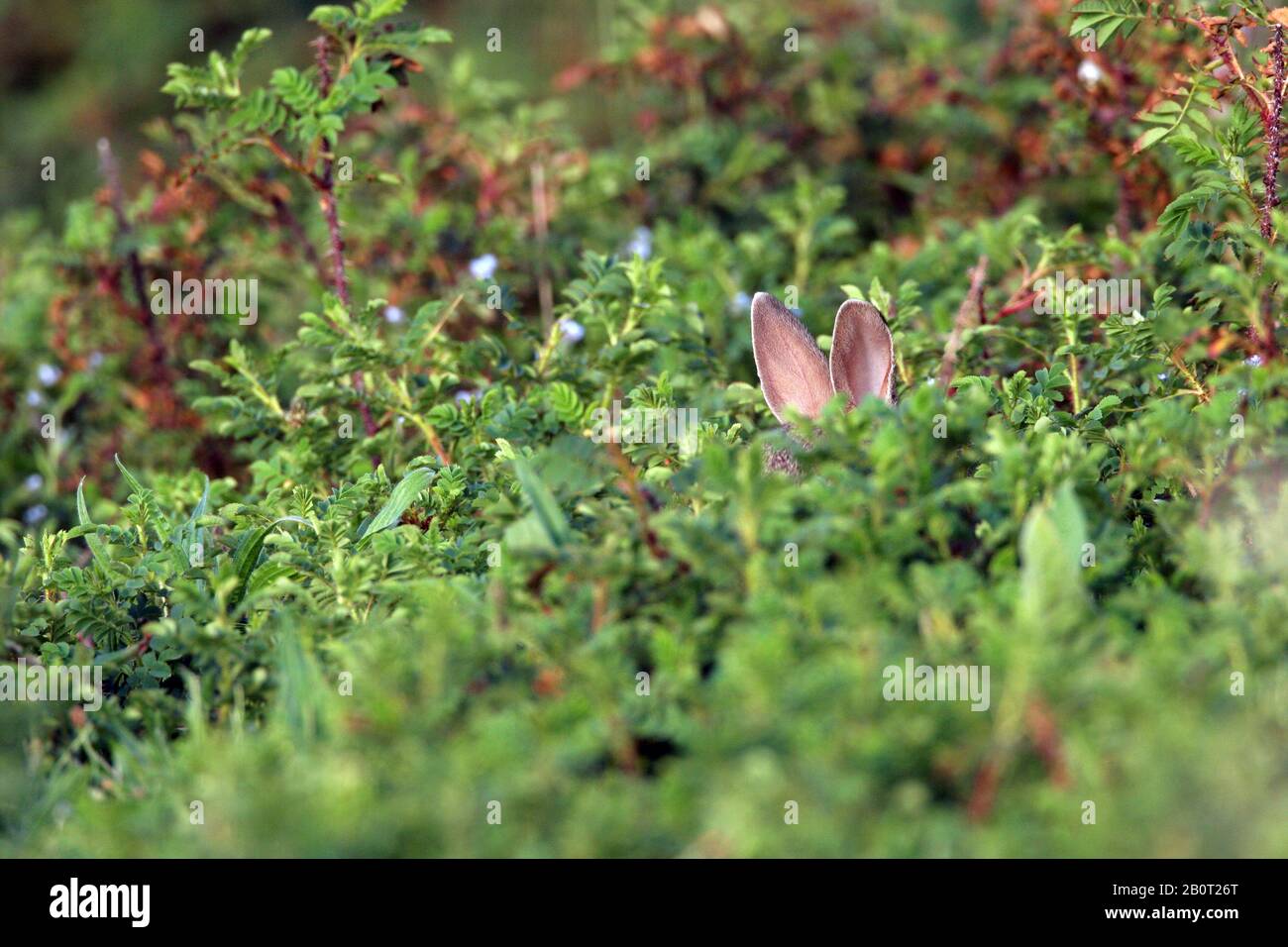 Conejo europeo oryctolagus cuniculus hi-res stock photography and ...