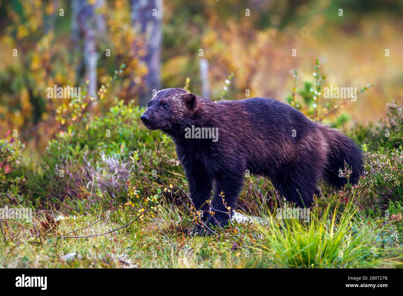 Wolverine Glutton Carcajou Gulo Gulo High Resolution Stock Photography ... Wolverine Glutton Carcajou Gulo Gulo High Resolution Stock Photography ...
