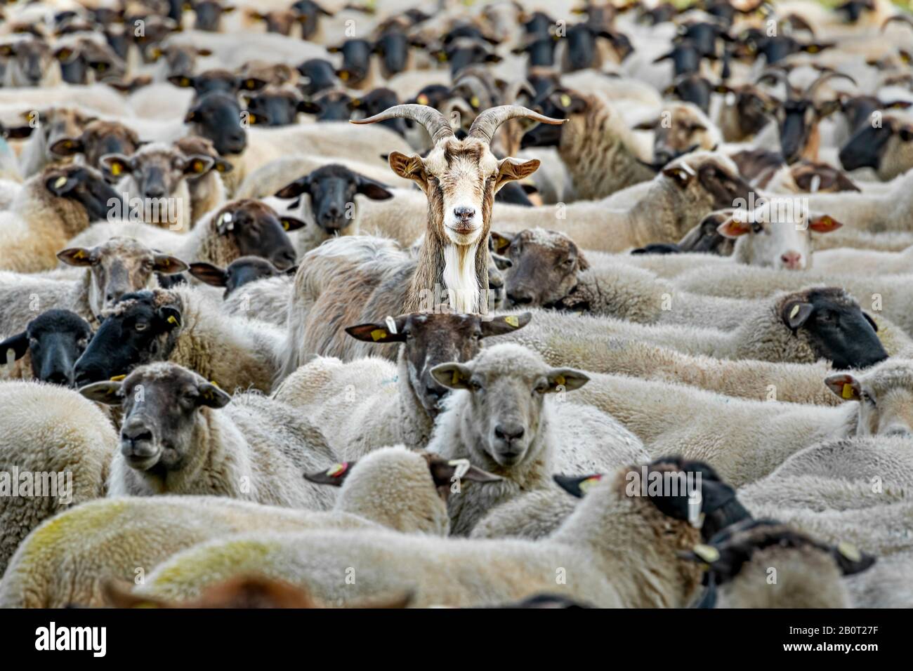domestic goat (Capra hircus, Capra aegagrus f. hircus), he-goat in a ...