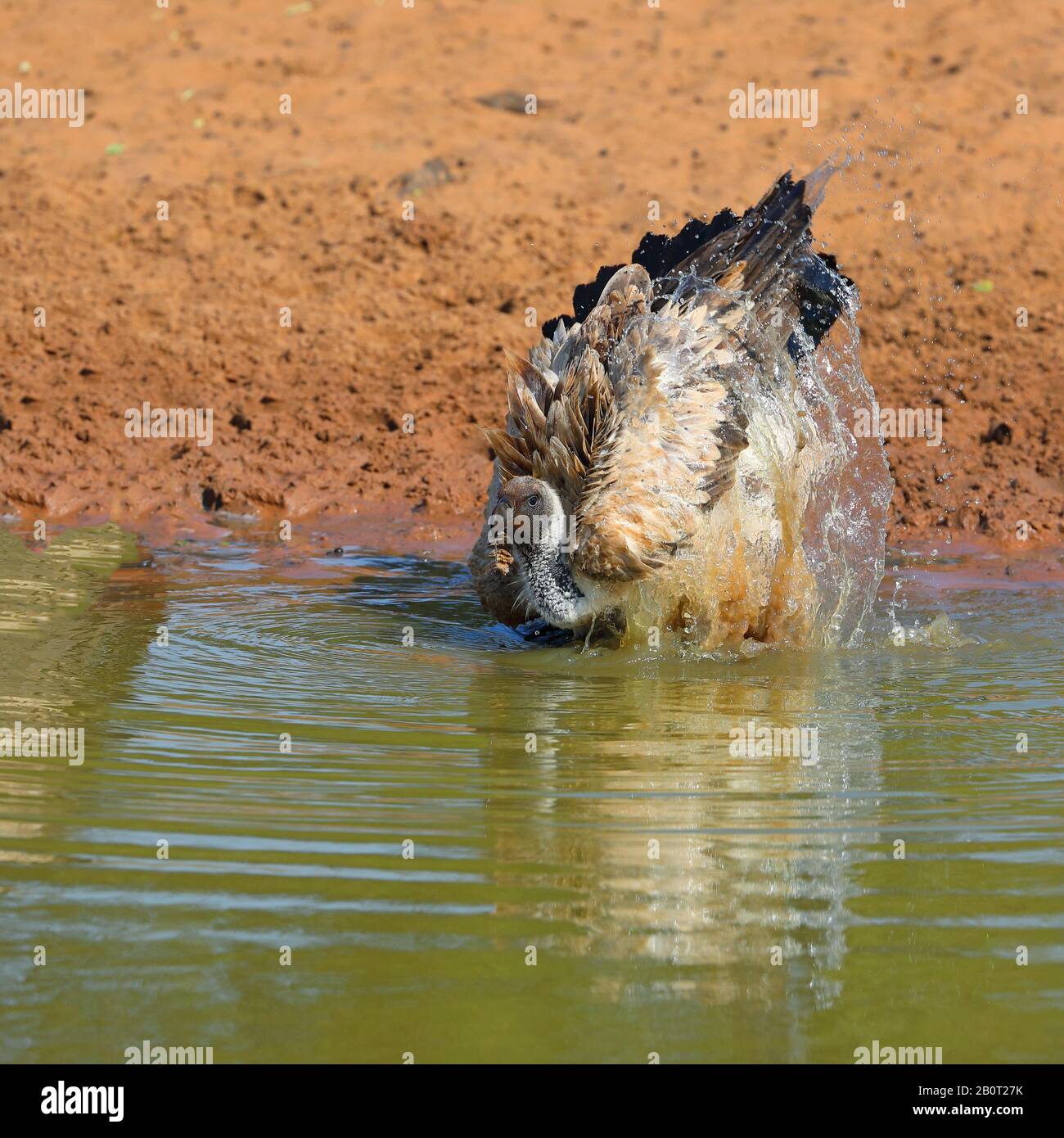 African white-backed vulture (Gyps africanus), bathing in a waterhole ...