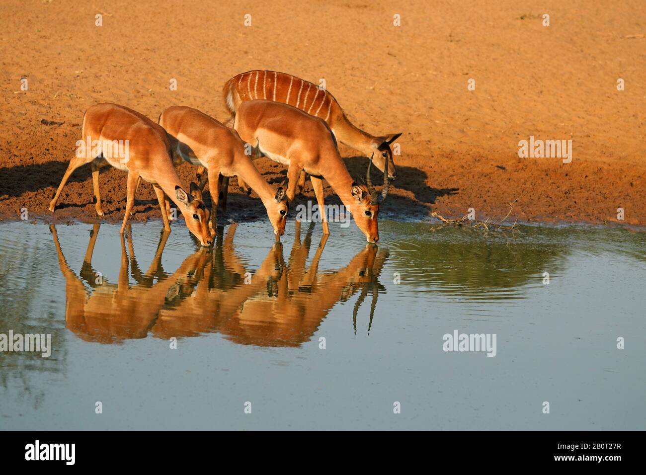 Drinking impala hi-res stock photography and images - Alamy