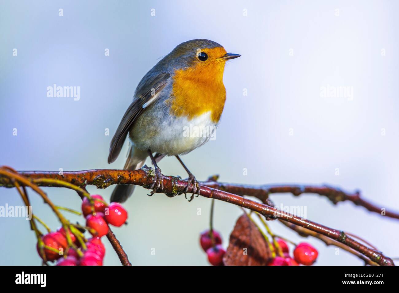 Mature robin hi-res stock photography and images - Alamy