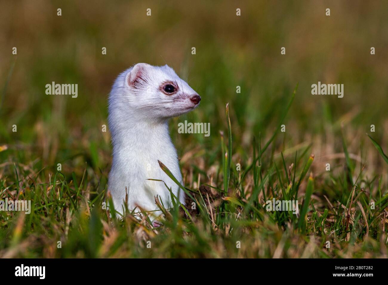 Short tailed weasel white hi-res stock photography and images - Alamy