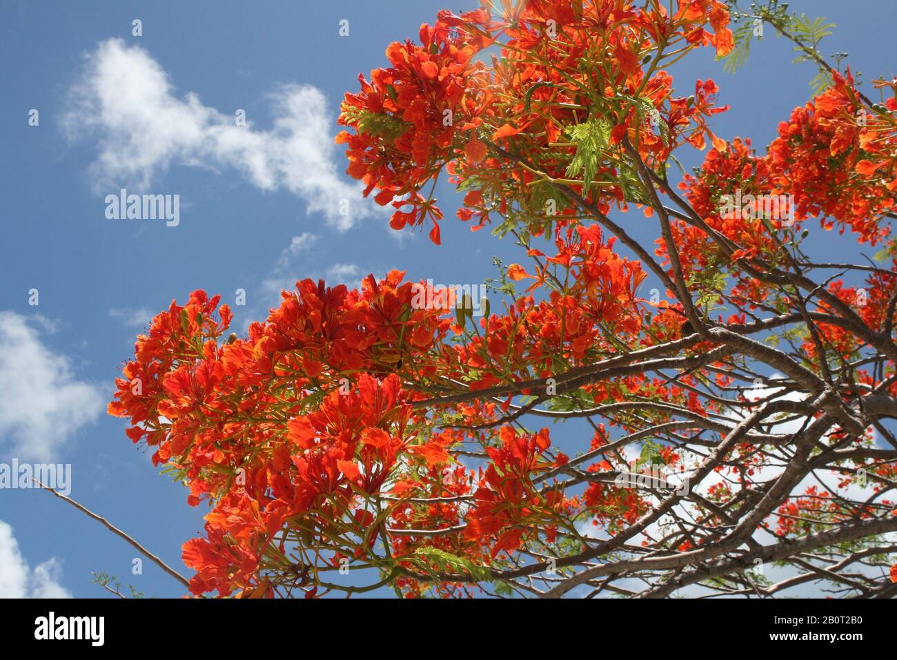 Bright orange and red flame tree loaded with flowers Stock Photo - Alamy