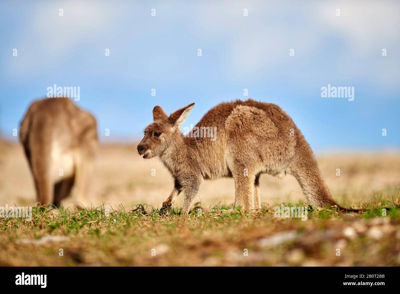 Eastern grey kangaroo hi-res stock photography and images - Alamy