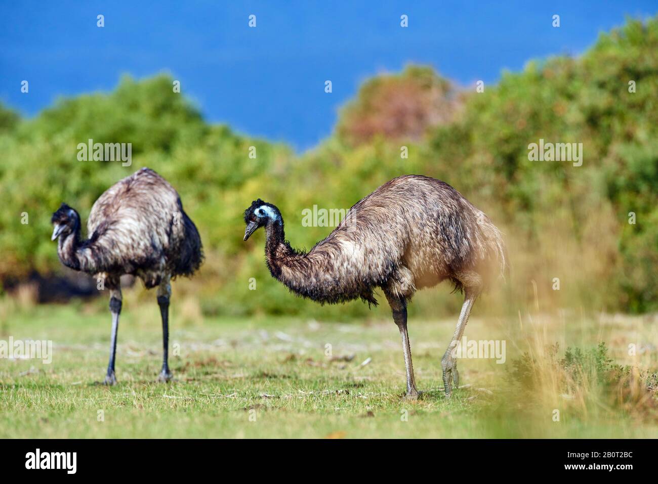 Australian emu emus hi-res stock photography and images - Alamy