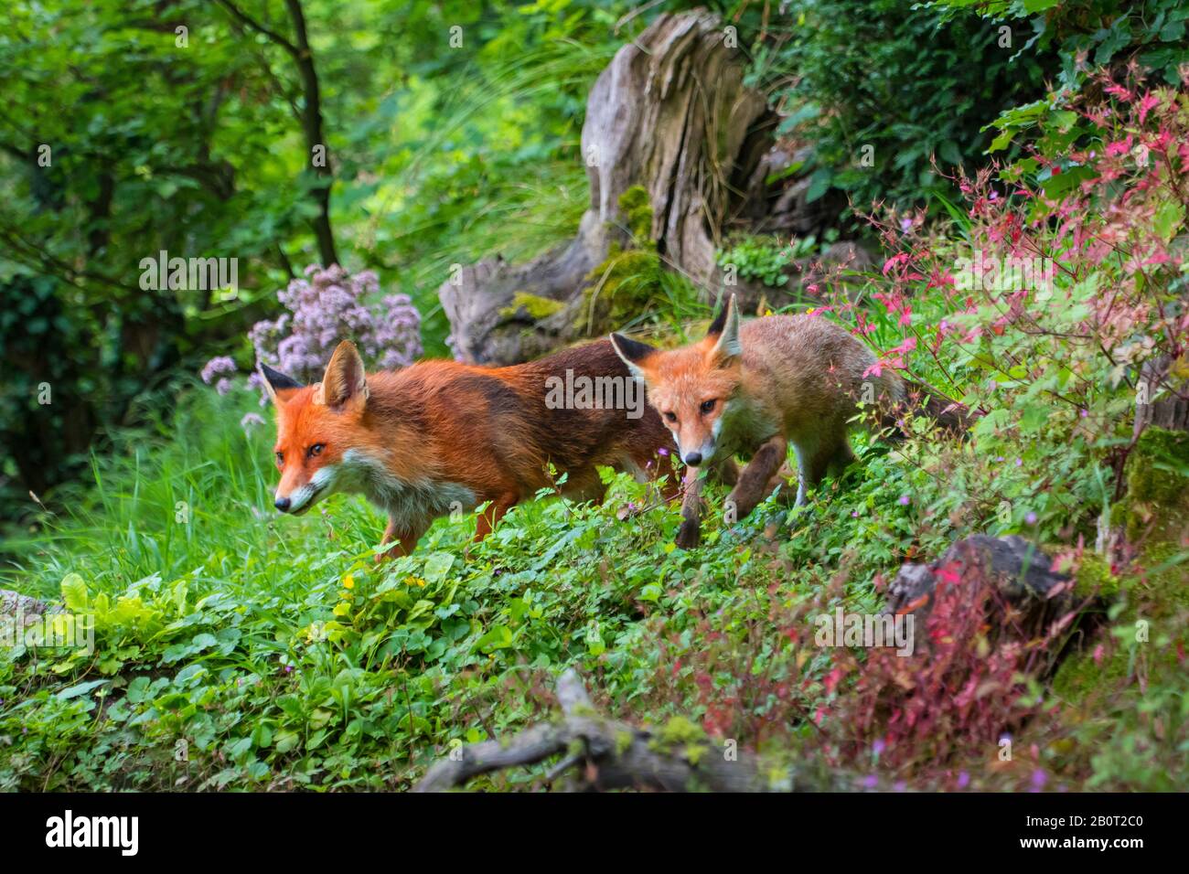 red fox (Vulpes vulpes), female with pup on the feed in forest ...