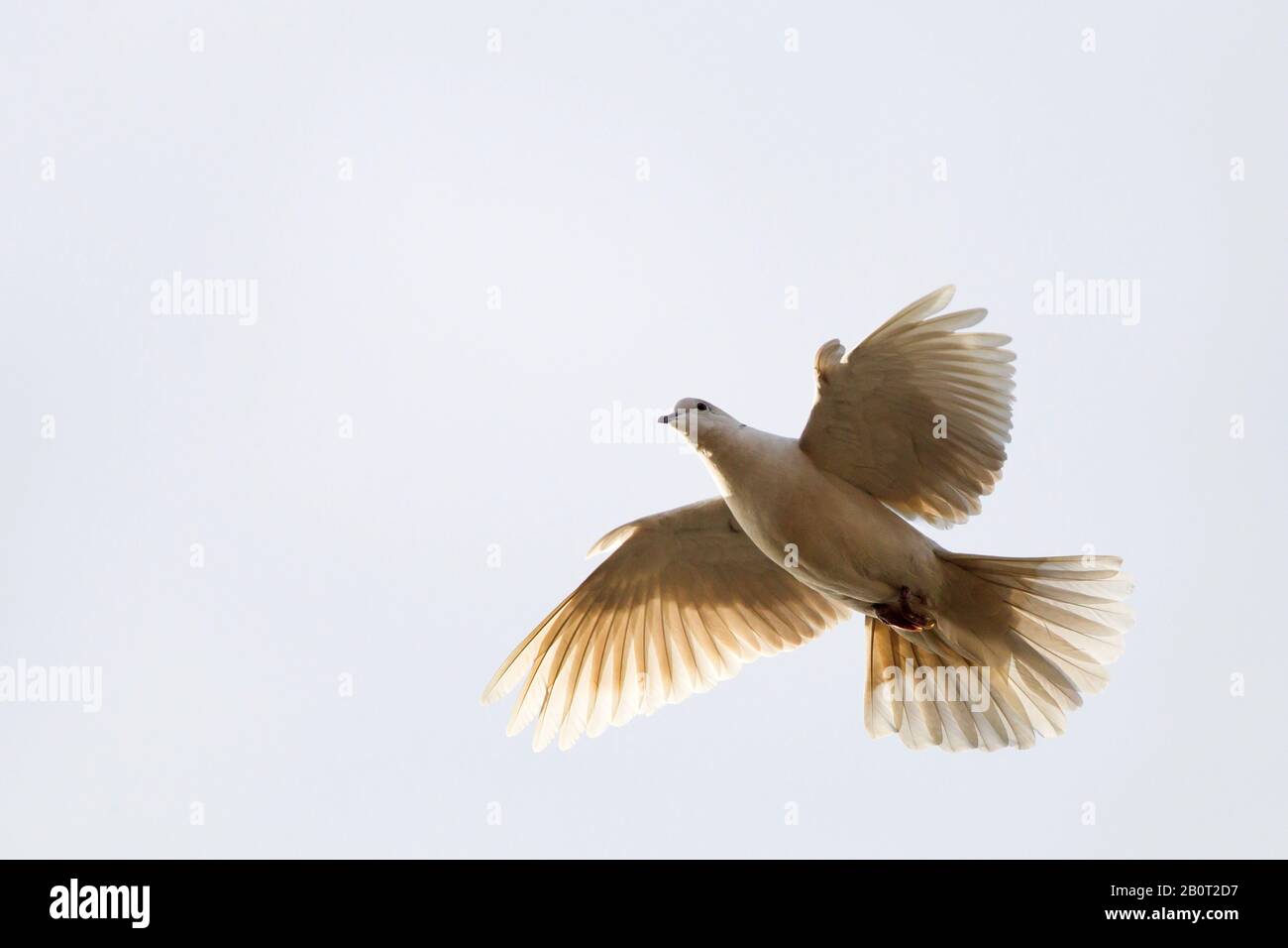 collared dove (Streptopelia decaocto), in flight, Netherlands Stock ...