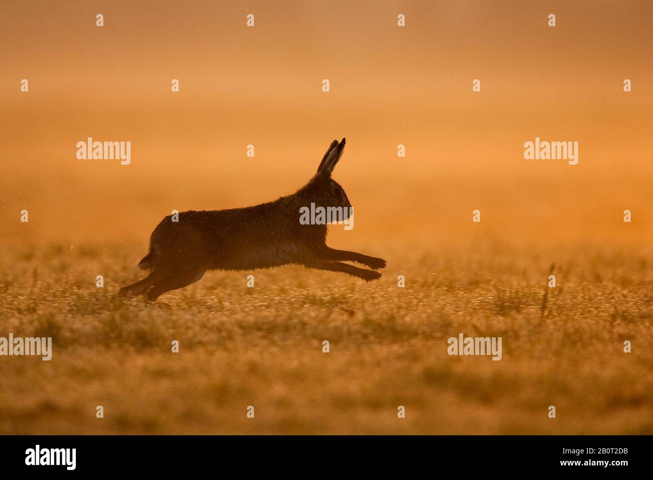 Hare silhouette hi-res stock photography and images - Alamy