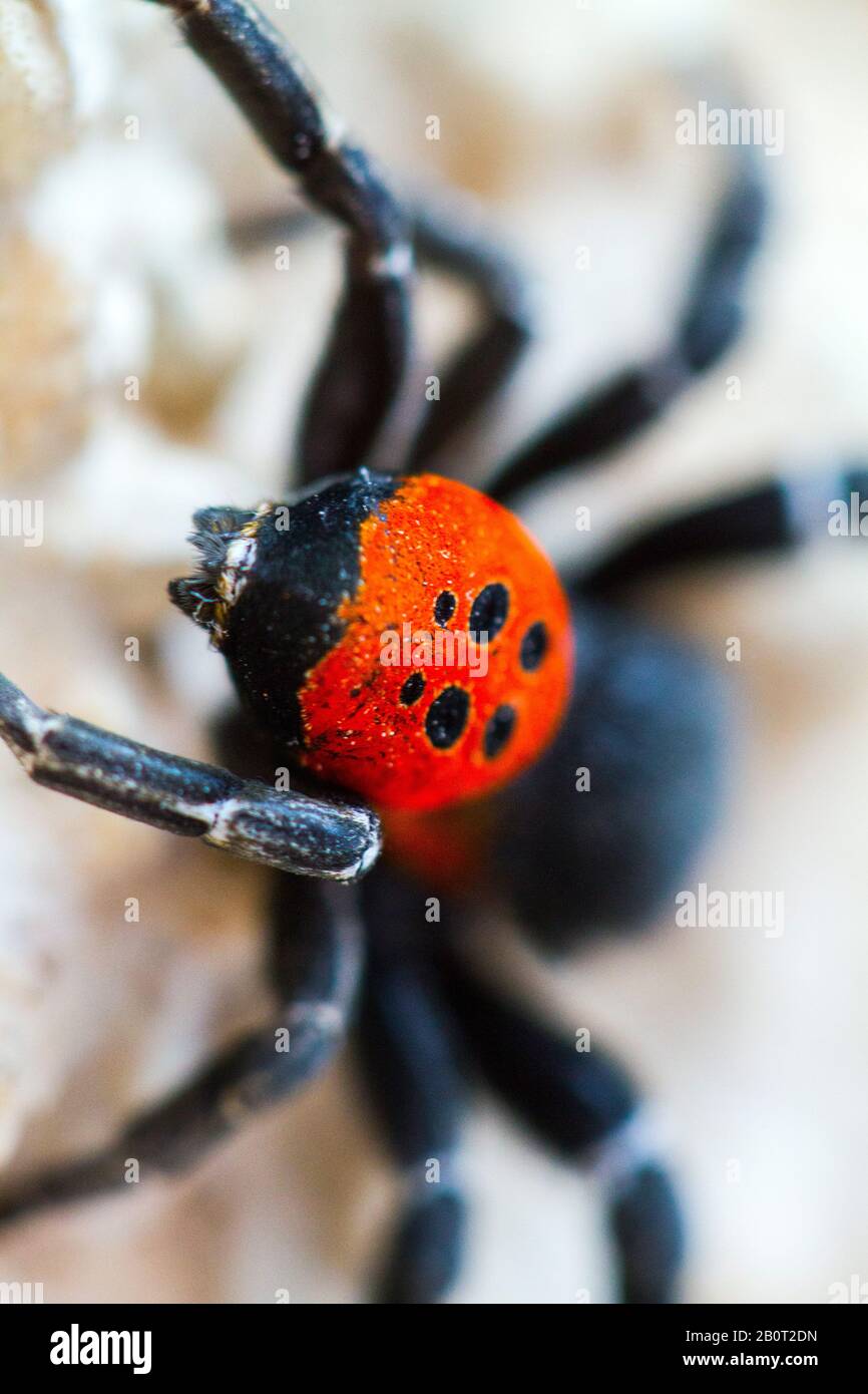 Red Ladybird spider (Eresus sandaliatus), top view, Greece, Lesbos ...