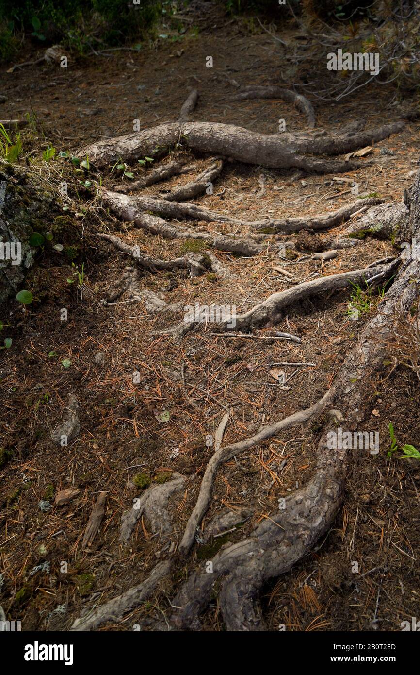Root sticking out of earth hi-res stock photography and images - Alamy