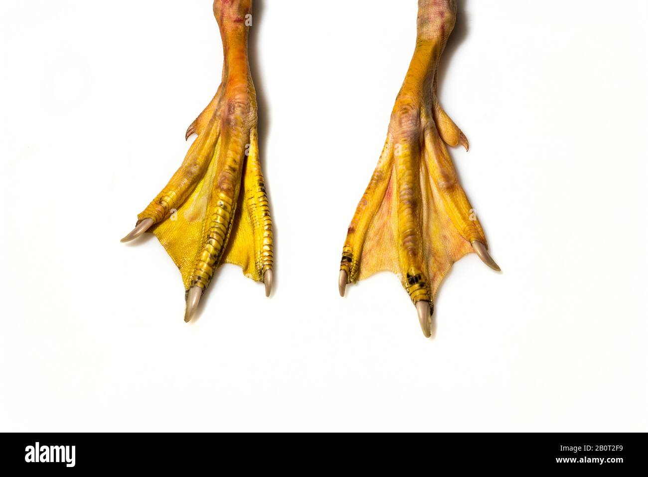 Duck Feet High Resolution Stock Photography and Images - Alamy